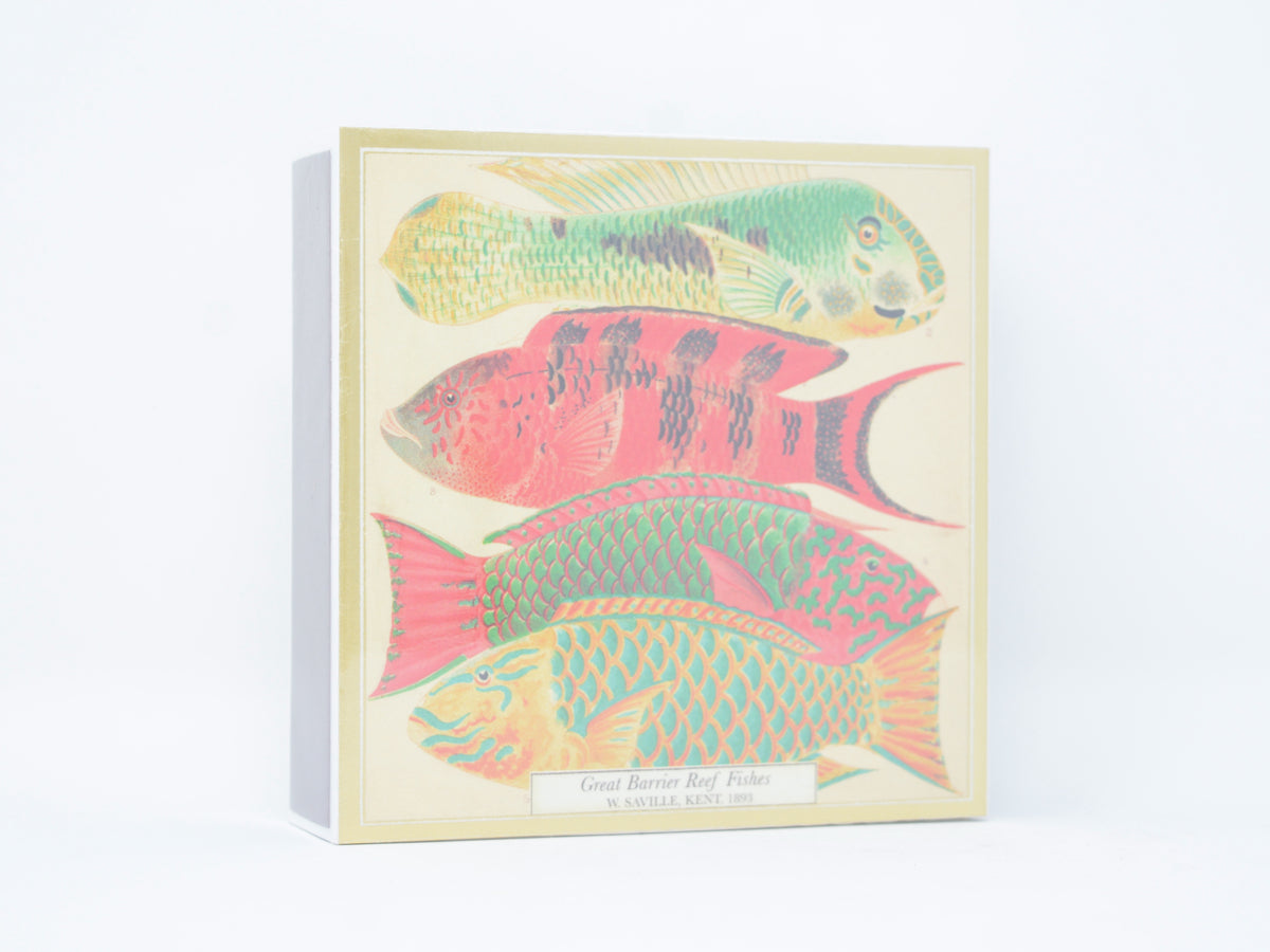 Natural History Museum Fish – Jenkins & Co. Tulsa